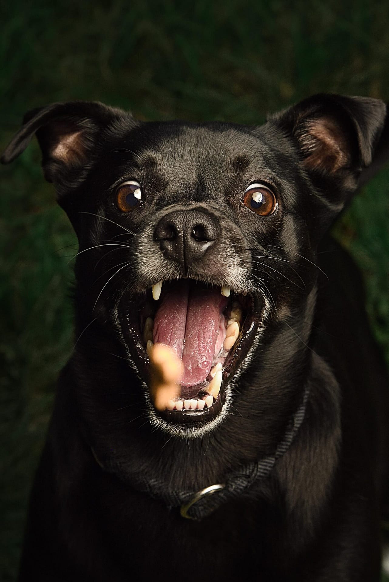 Projekt Gdynia Kocha Pieski | Hany Photography